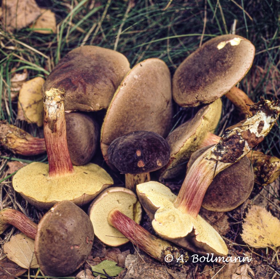Echter Rotfußröhrling - Dezember 2021 - Verein der Pilzfreunde ...